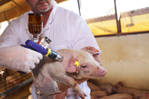 Datamars homepage - Datamars