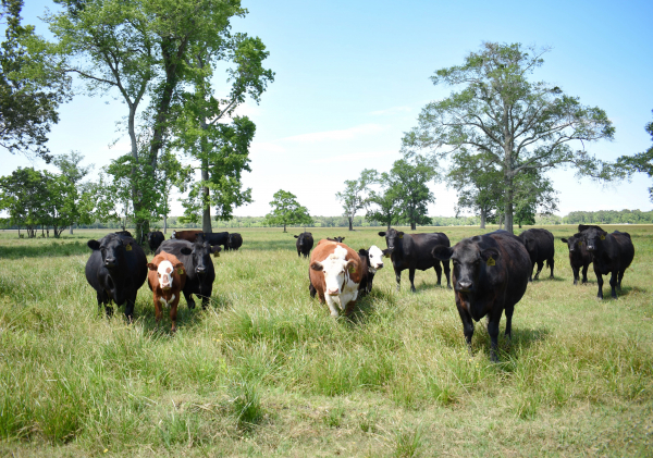 Datamars beefs up sustainable production with GRSB membership - Datamars