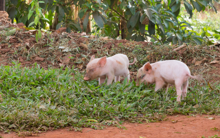 ‘PigBoost’ bolsters local pig farmers and national food security in ...