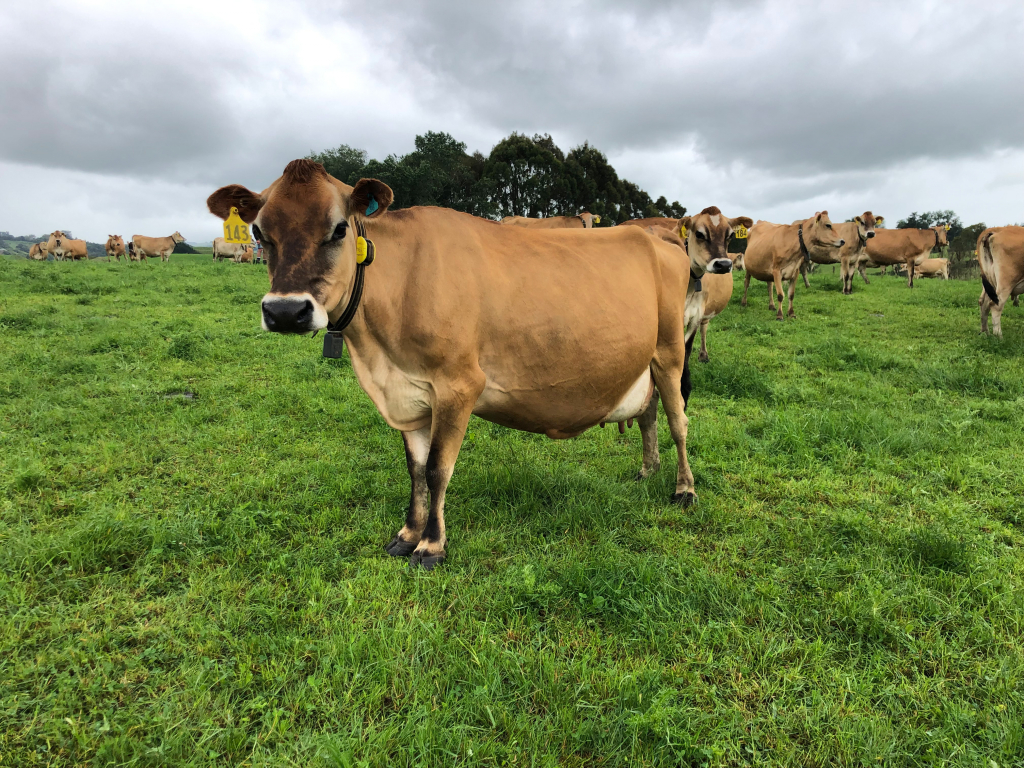 Collar technology improving herd reproduction performance and ...