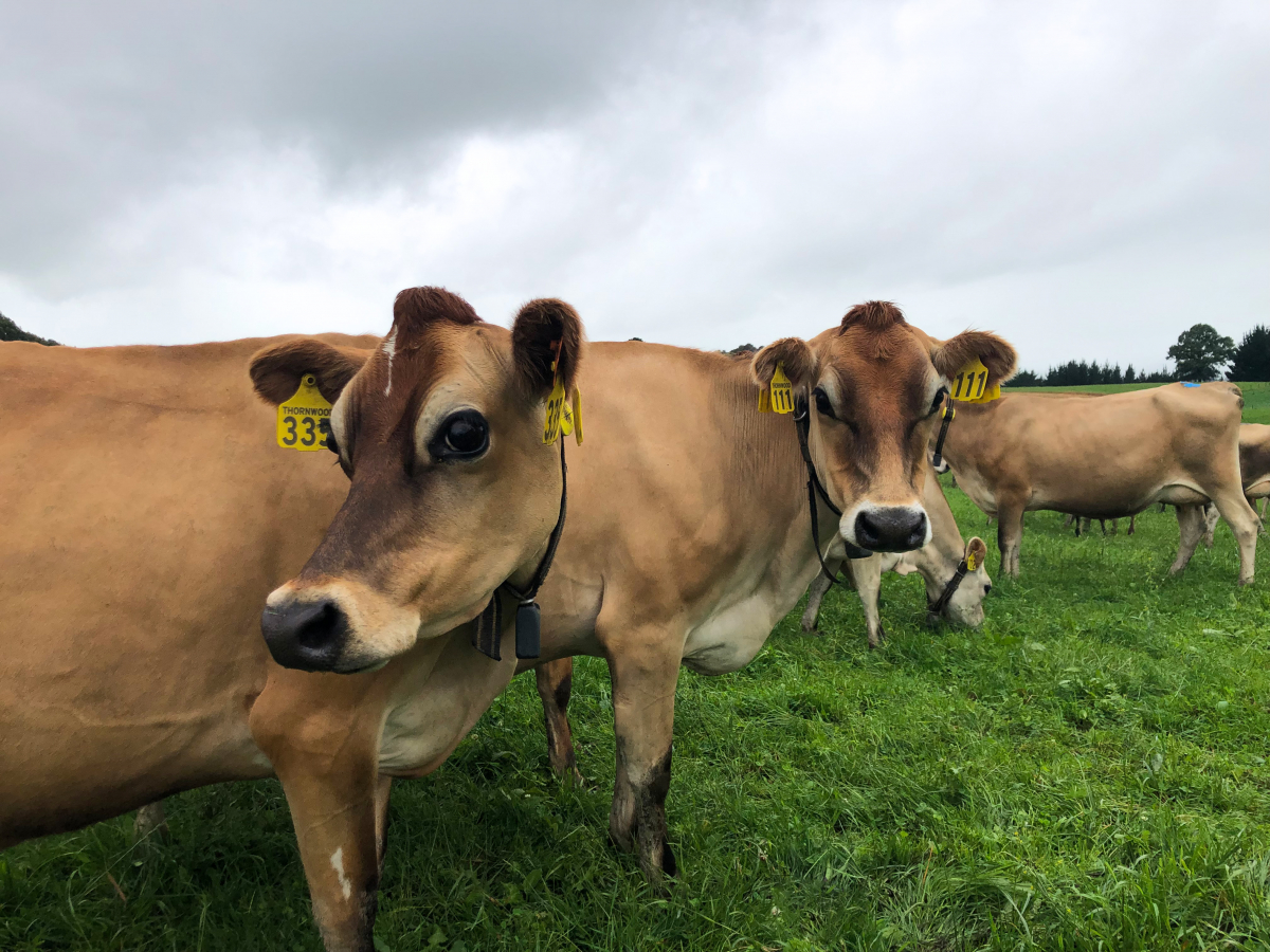 Collar technology improving herd reproduction performance and ...