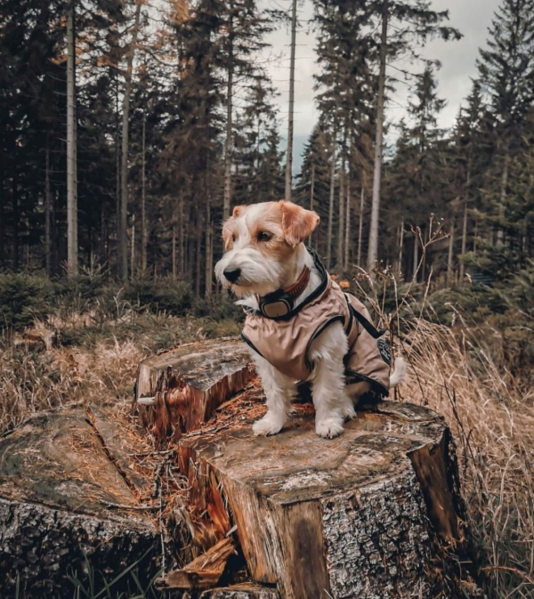 Datamars acquires Kippy - Bringing peace of mind to pet owners through ...