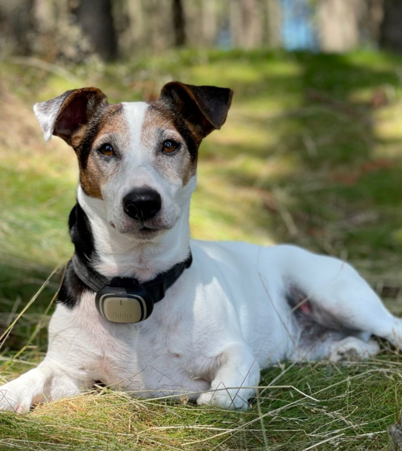 Datamars acquires Kippy - Bringing peace of mind to pet owners through ...